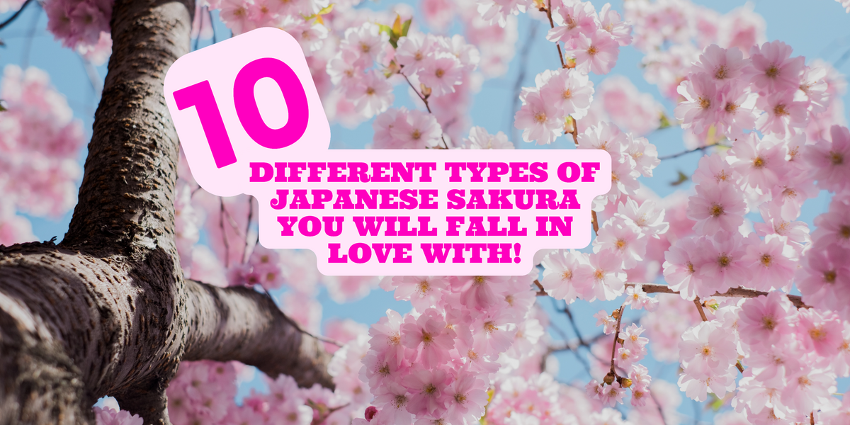 10 Types of Japanese Sakura You'll Fall in Love With | Spirit of Japan