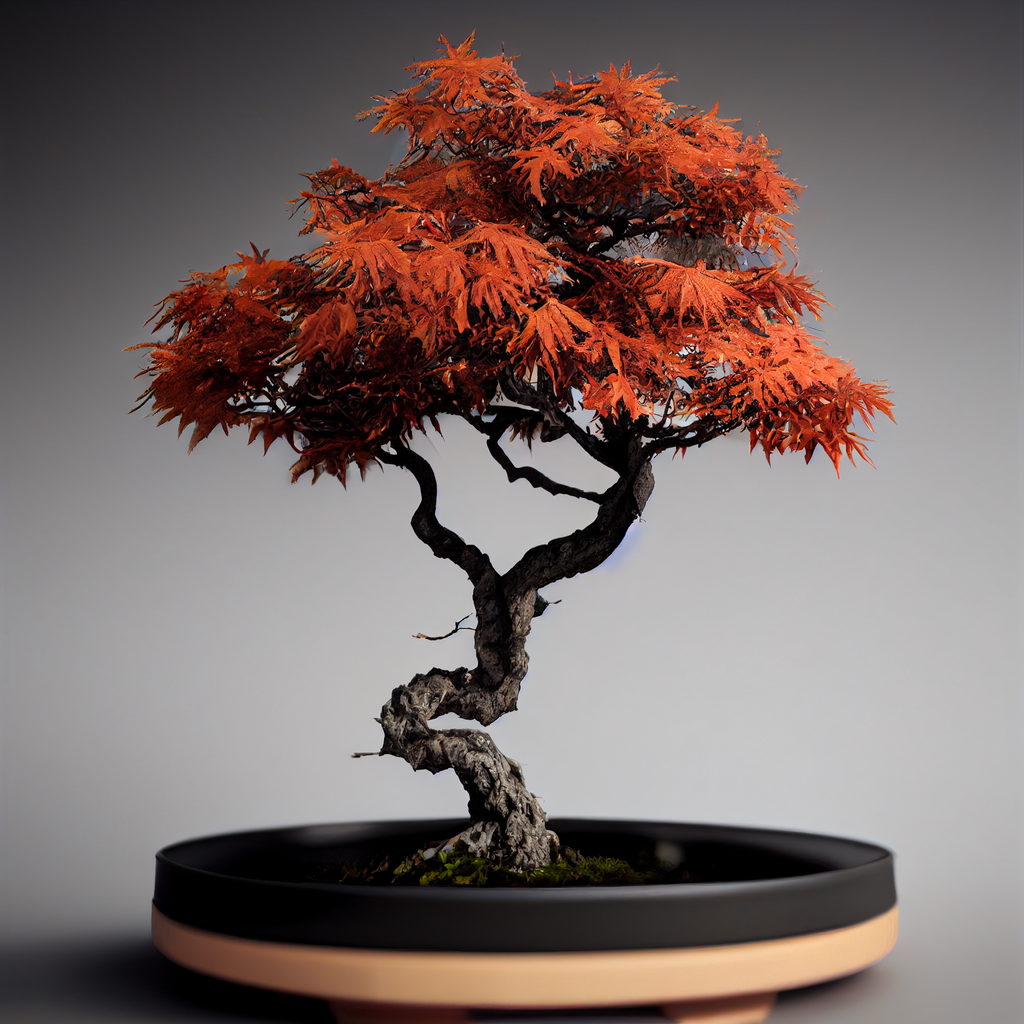 Japanese Maple Bonsai | Spirit of Japan